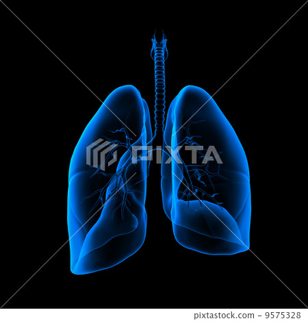 3D medical illustration - lungs back view - Stock Illustration [9575328 ...