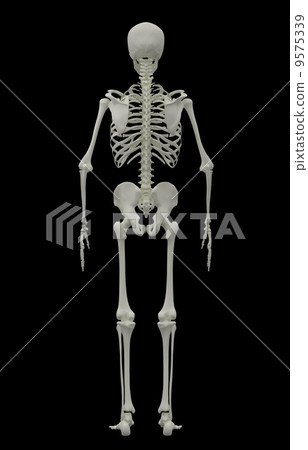3d rendered Skeleton on black background - back... - Stock Illustration ...
