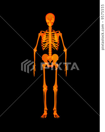 Red skeleton - Stock Illustration [9575555] - PIXTA
