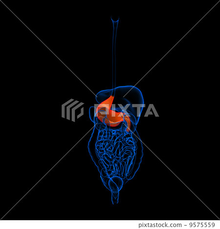 Human digestive system stomach red colored -... - Stock Illustration ...