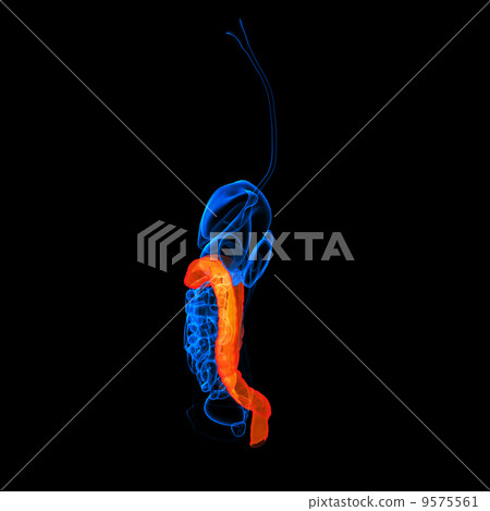 Human digestive system large intestine red... - Stock Illustration ...