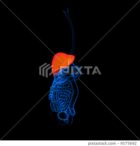 Human digestive system liver red colored - side... - Stock Illustration ...