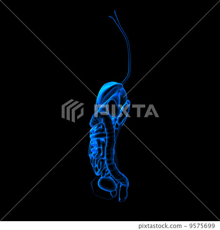 Human digestive system red colored - side view - Stock Illustration ...