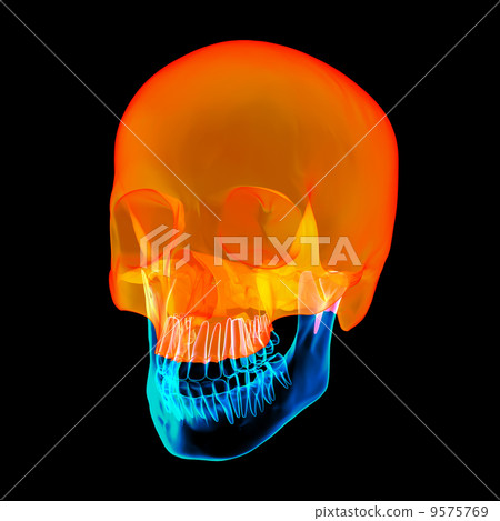 Human Skull. Upper half. with black background... - Stock Illustration ...