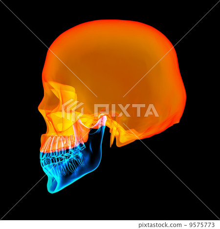 Human Skull. Upper half. with black background... - Stock Illustration ...