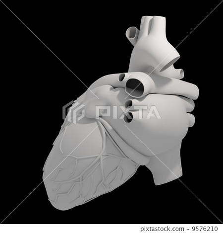 The Human Heart - back view - Stock Illustration [9576210] - PIXTA