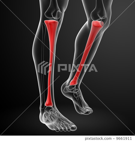 3d render illustration tibia - front view - Stock Illustration [9661911 ...