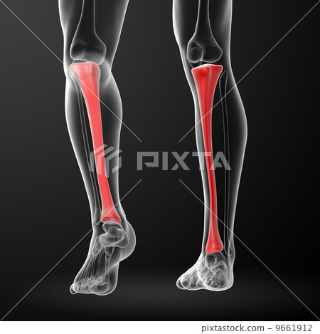 3d render illustration tibia - back view - Stock Illustration [9661912 ...