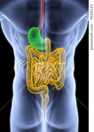 human entrails - Stock Illustration [9688343] - PIXTA