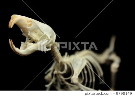 Skeletal specimen of hamster - Stock Photo [9798149] - PIXTA