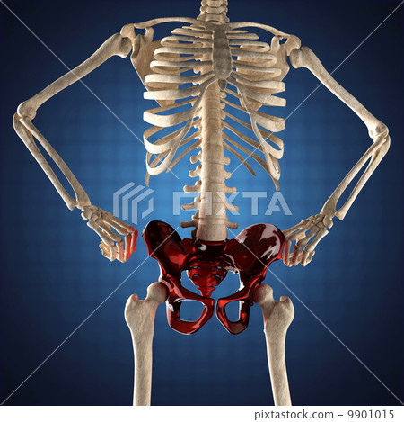 human skeleton model - Stock Illustration [9901015] - PIXTA