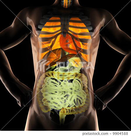 human entrails radiography scan - Stock Illustration [9904588] - PIXTA