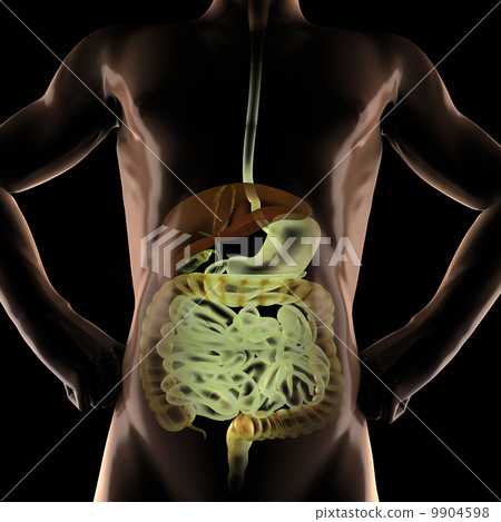 human entrails radiography scan - Stock Illustration [9904598] - PIXTA
