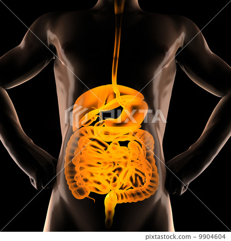 human entrails radiography scan - Stock Illustration [9904604] - PIXTA