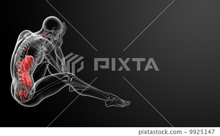 Human digestive system - side view - Stock Illustration [9925147] - PIXTA