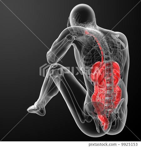 Human digestive system - back view - Stock Illustration [9925153] - PIXTA