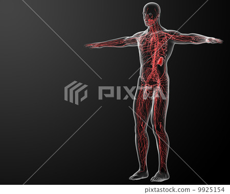 lymphatic system - side view - Stock Illustration [9925154] - PIXTA