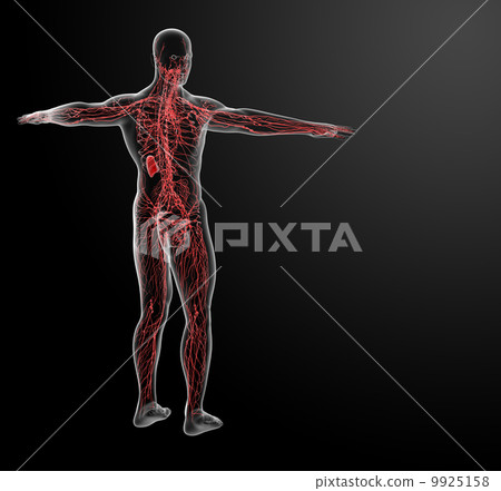 lymphatic system - back view - Stock Illustration [9925158] - PIXTA