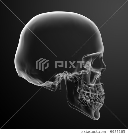 3d render skull on black background - side view-插圖素材 [9925165] - PIXTA圖庫