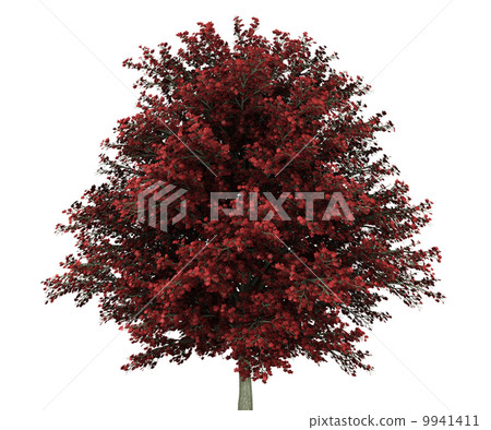 red maple tree isolated on white background - Stock Illustration ...