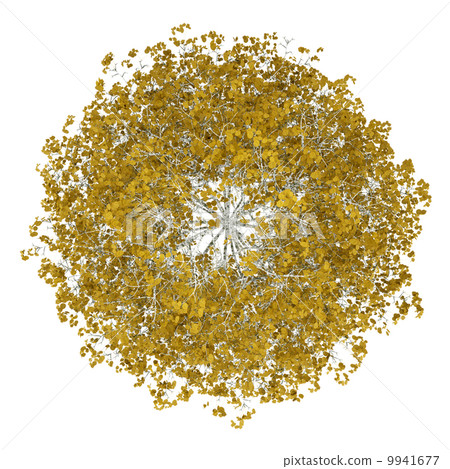 top view of fall birch tree isolated on white... - Stock Illustration ...