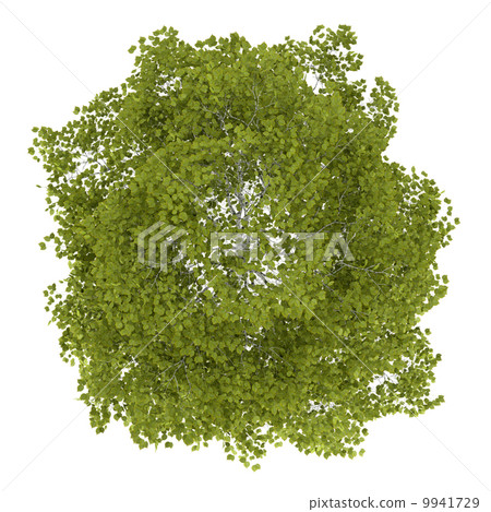 top view of birch tree isolated on white... - Stock Illustration ...