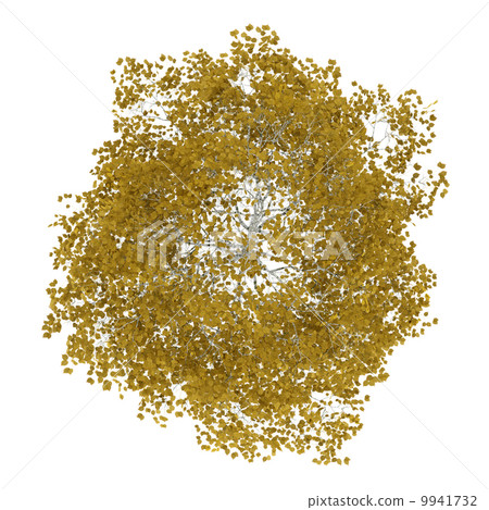 top view of fall birch tree isolated on white... - Stock Illustration ...