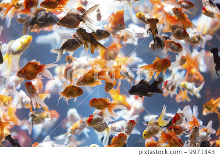 A group of goldfish - Stock Photo [9971343] - PIXTA