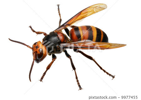 Bee whale - Stock Photo [9977455] - PIXTA