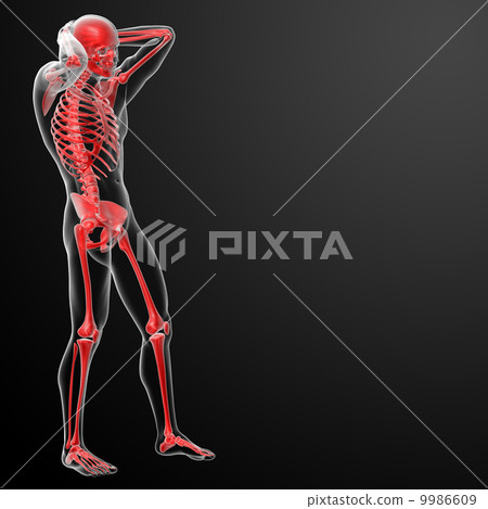 3d rendered red skeleton - side view - Stock Illustration [9986609] - PIXTA