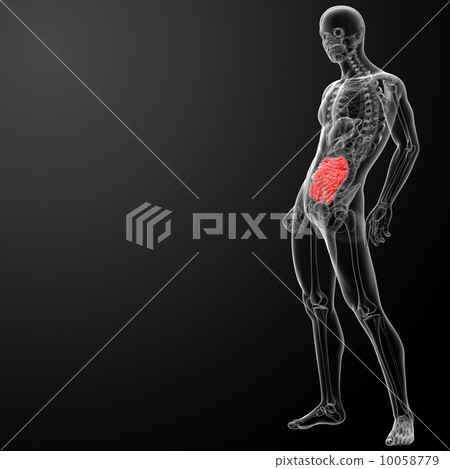 Human digestive system small intestine - side view - Stock Illustration ...