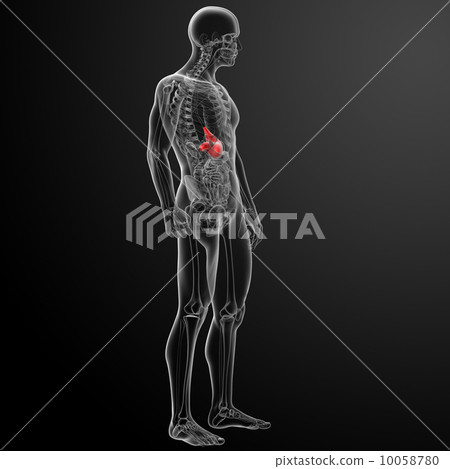 Human digestive system stomach - side - Stock Illustration [10058780 ...