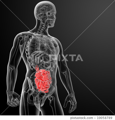 Human digestive system small intestine - side view - Stock Illustration ...