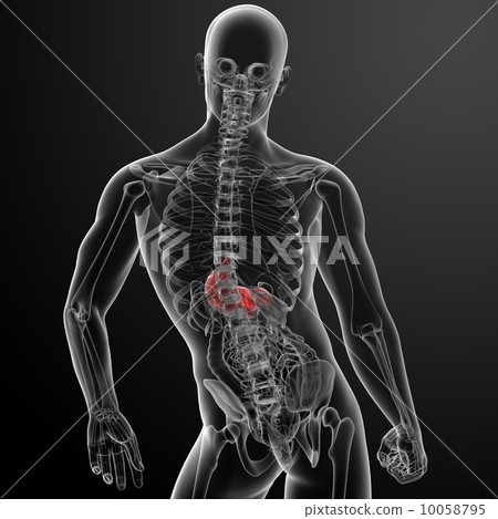 Human digestive system stomach - back view - Stock Illustration ...