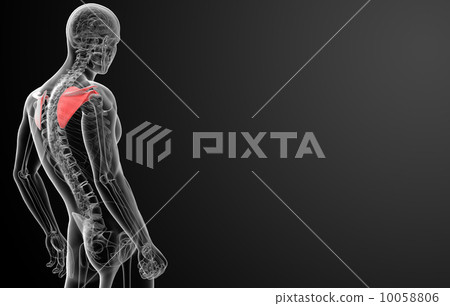 3d render illustration scapula bone - side view - Stock Illustration ...