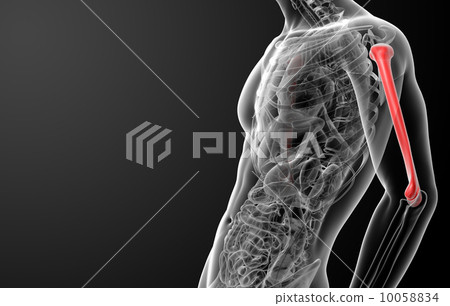3d rendered humerus bone - side view - Stock Illustration [10058834 ...