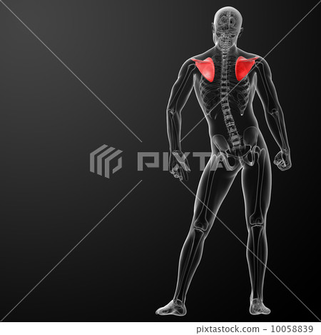 3d render illustration scapula bone - back view - Stock Illustration ...