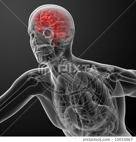 3d render human brain X ray - side view - Stock Illustration [10058867 ...