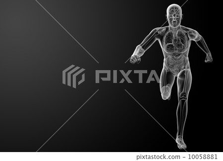 Running human anatomy by X-rays - front view - Stock Illustration ...
