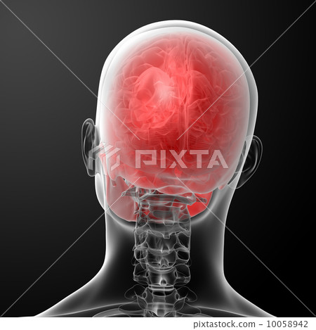 3d render human skull anatomy - top view - Stock Illustration [10058942 ...