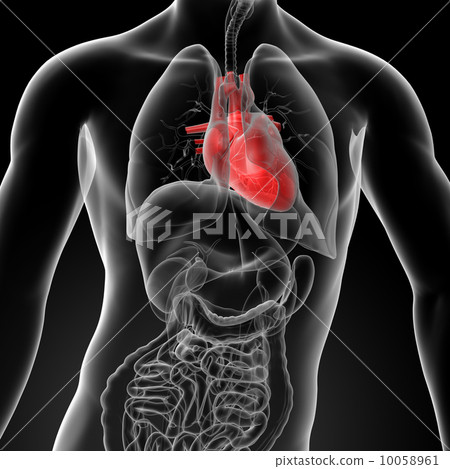 3d render human heart anatomy - front view - Stock Illustration ...