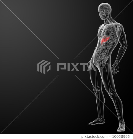 3d rendered illustration of the liver - side view - Stock Illustration ...