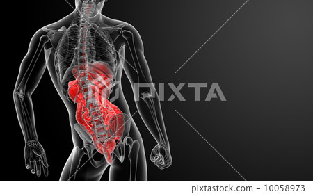 Human digestive system - back view - Stock Illustration [10058973] - PIXTA