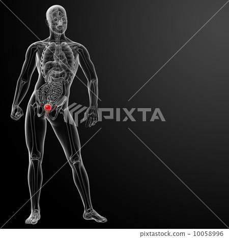 3d render bladder anatomy - front view - Stock Illustration [10058996 ...