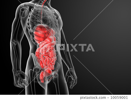 Human digestive system - side view - Stock Illustration [10059001] - PIXTA