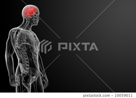 Human brain X ray - side view - Stock Illustration [10059011] - PIXTA