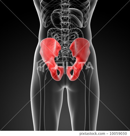3d render illustration pelvis bone - back view - Stock Illustration ...