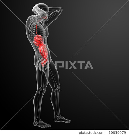Human digestive system - side view - Stock Illustration [10059079] - PIXTA