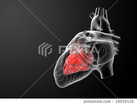 3d render Heart atrium - side view - Stock Illustration [10059126] - PIXTA