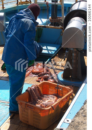 Octopus catching season - Stock Photo [10066144] - PIXTA